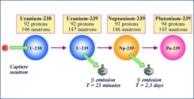 Plutonium-239 formation - radioactivity.eu.com